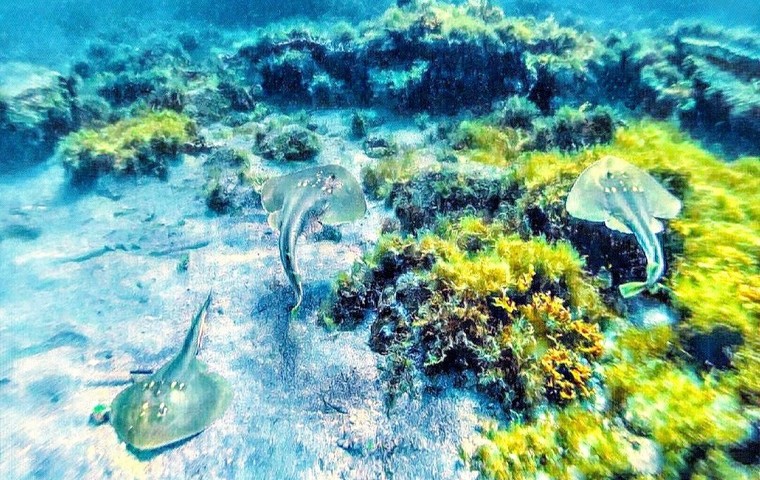 Ehime Dive Japan